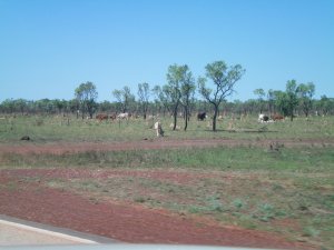 Broome to Ellendale Rest Area [Fitzroy Crossing] | Shorty's RV Adventures